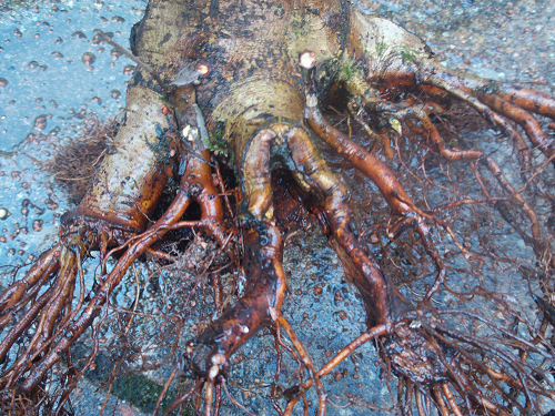 علوم باغبانی نارون